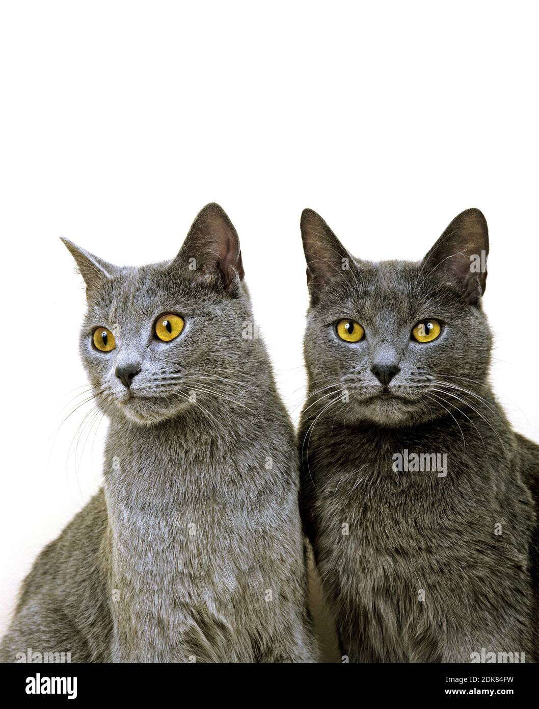Chartreux Domestic Cat against White Background Stock Photo - Alamy