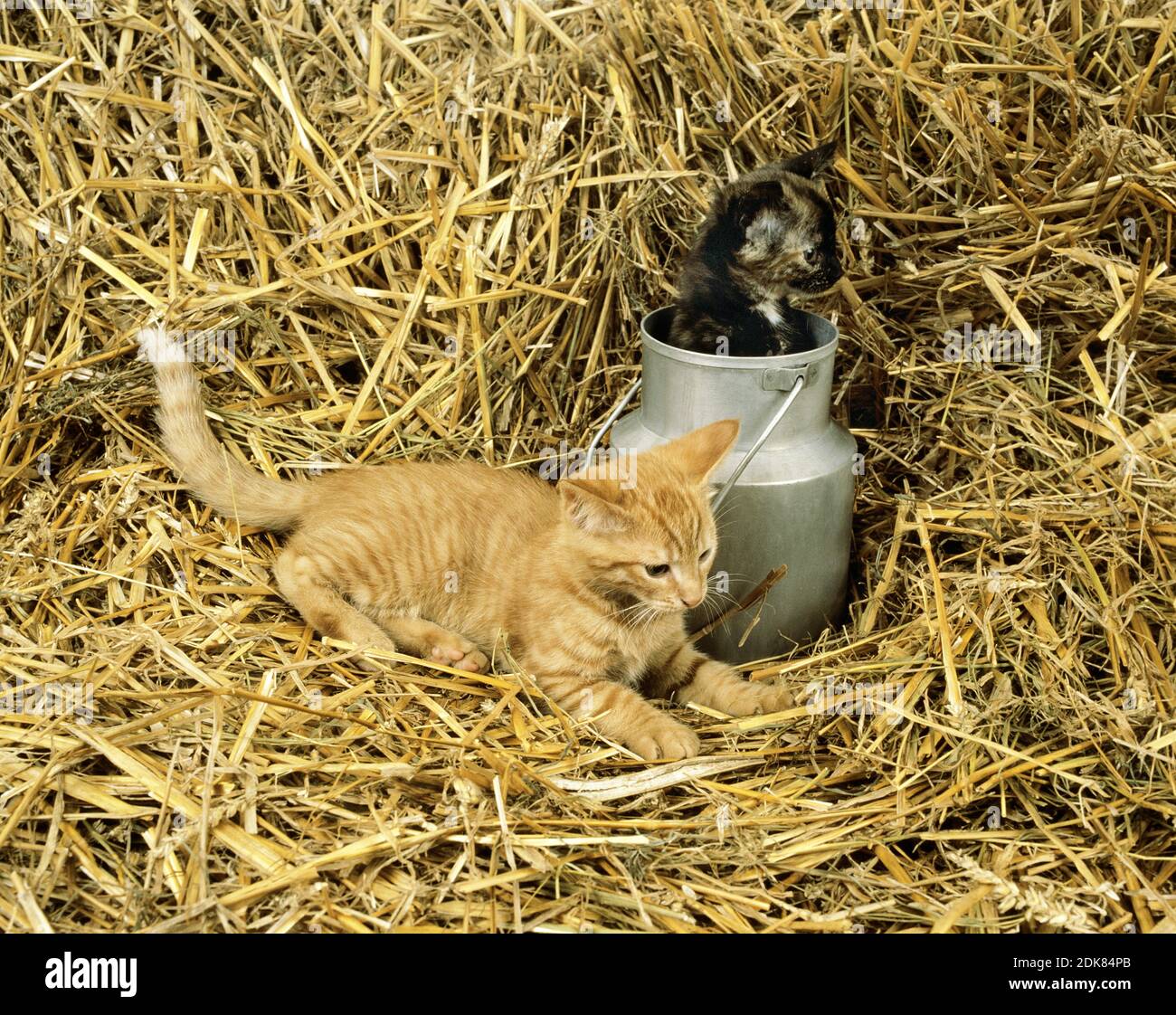 Red Tabby and Tortoiseshell Domestic Cat, Kittens playing on Wheat ...