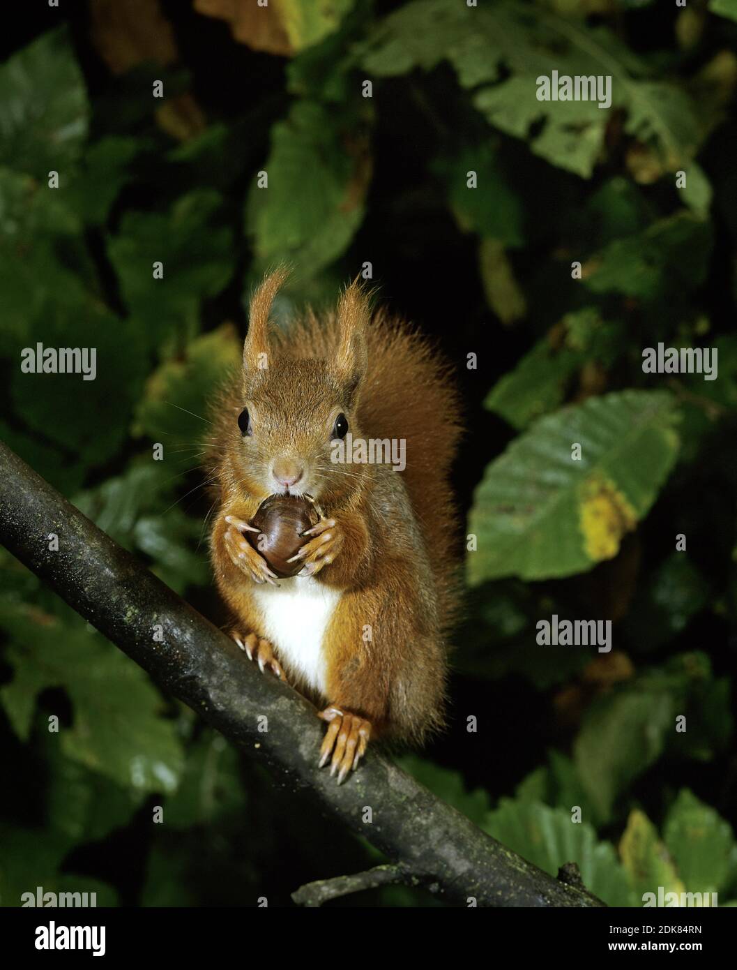 Red Squirrel, sciurus vulgaris, Male eating Chestnut Stock Photo - Alamy