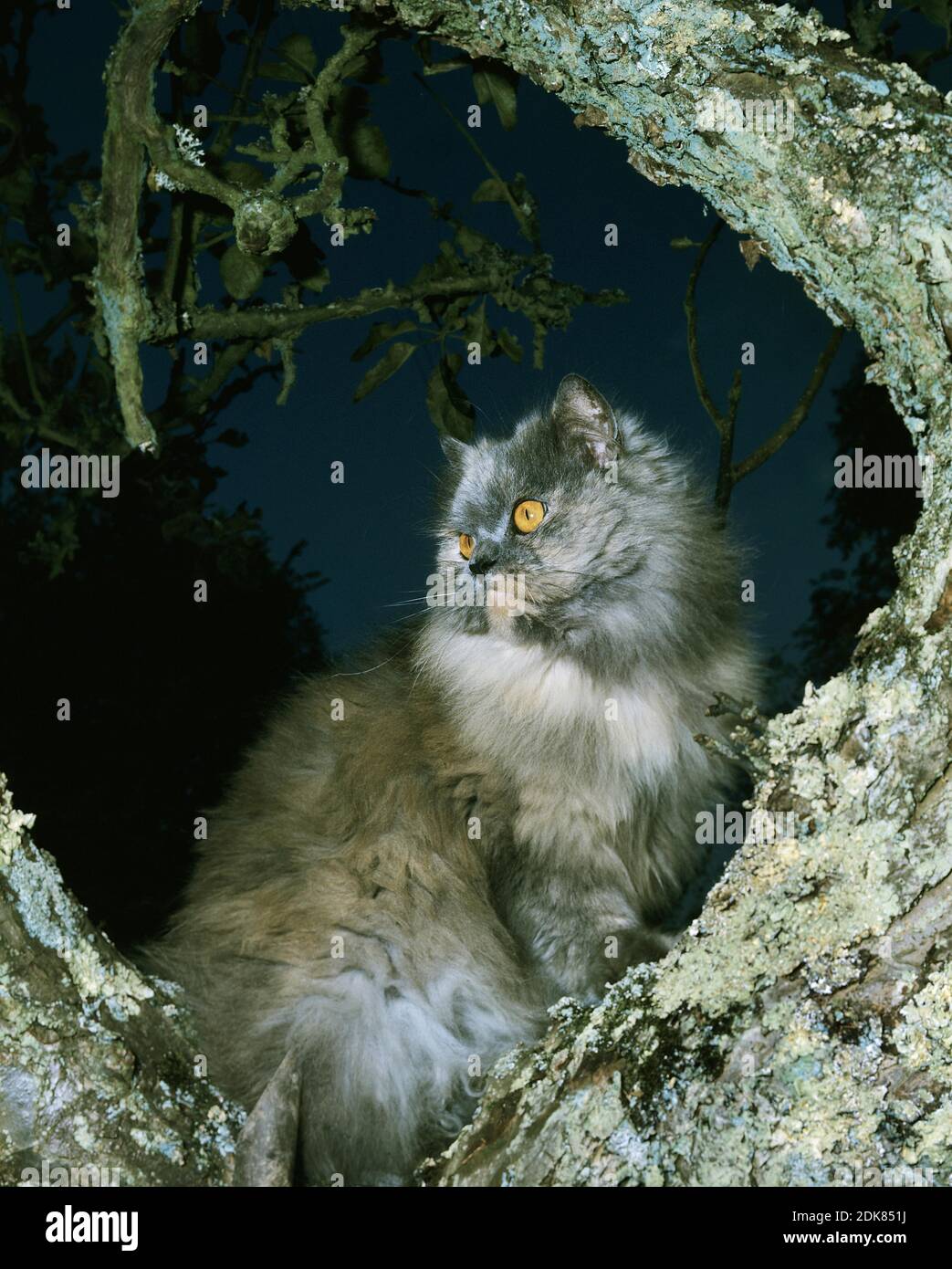 Blue cream persian cats hi-res stock photography and images - Alamy