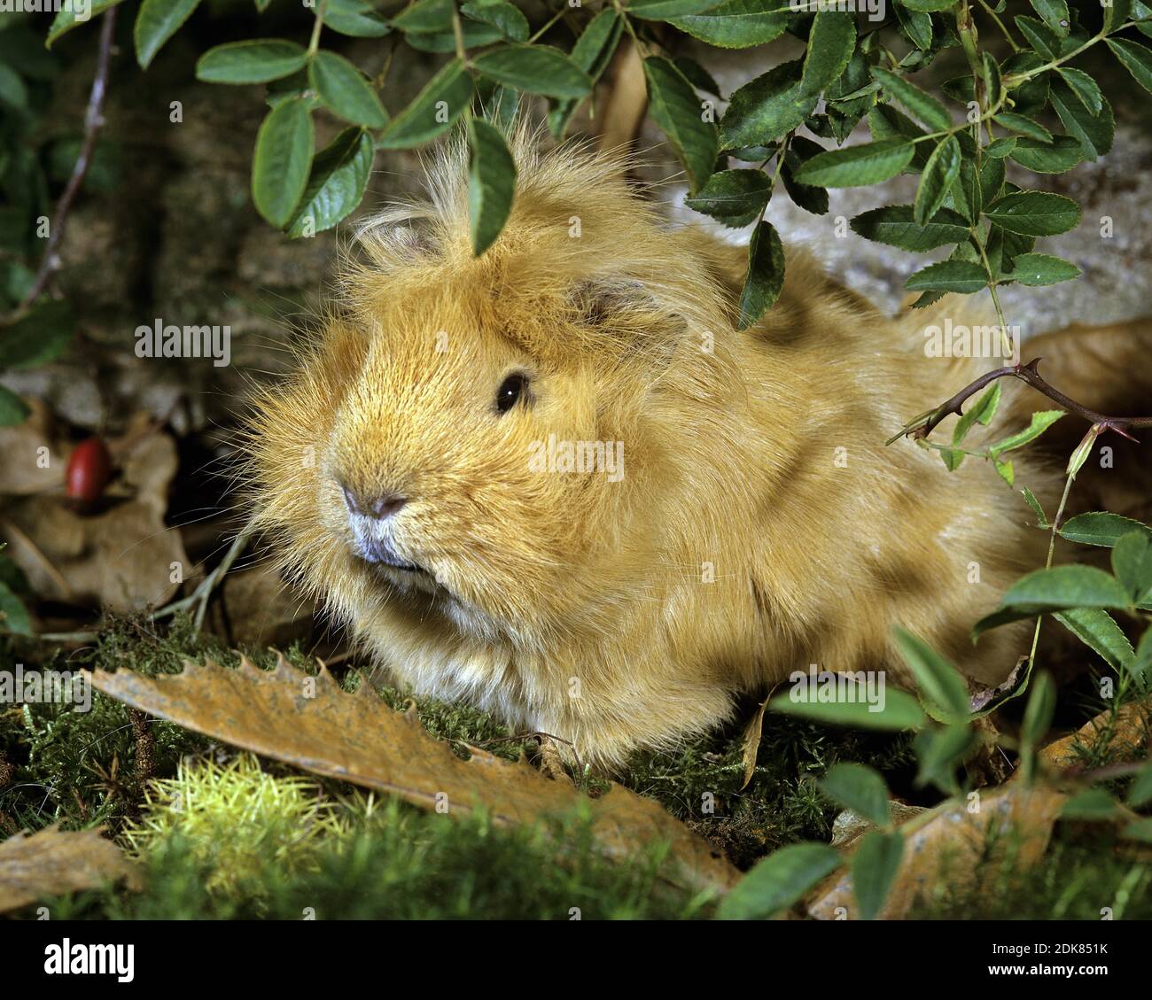 Guinea Pig, cavia porcellus Stock Photo - Alamy