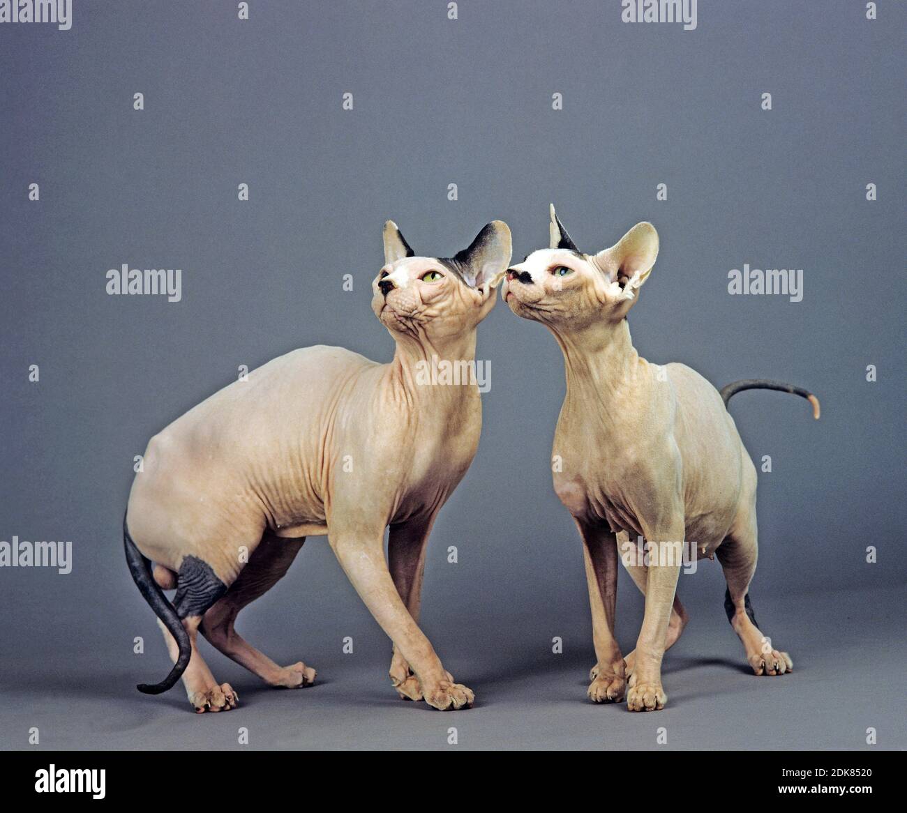 Domestic sphynx photo hi-res stock photography and images - Alamy