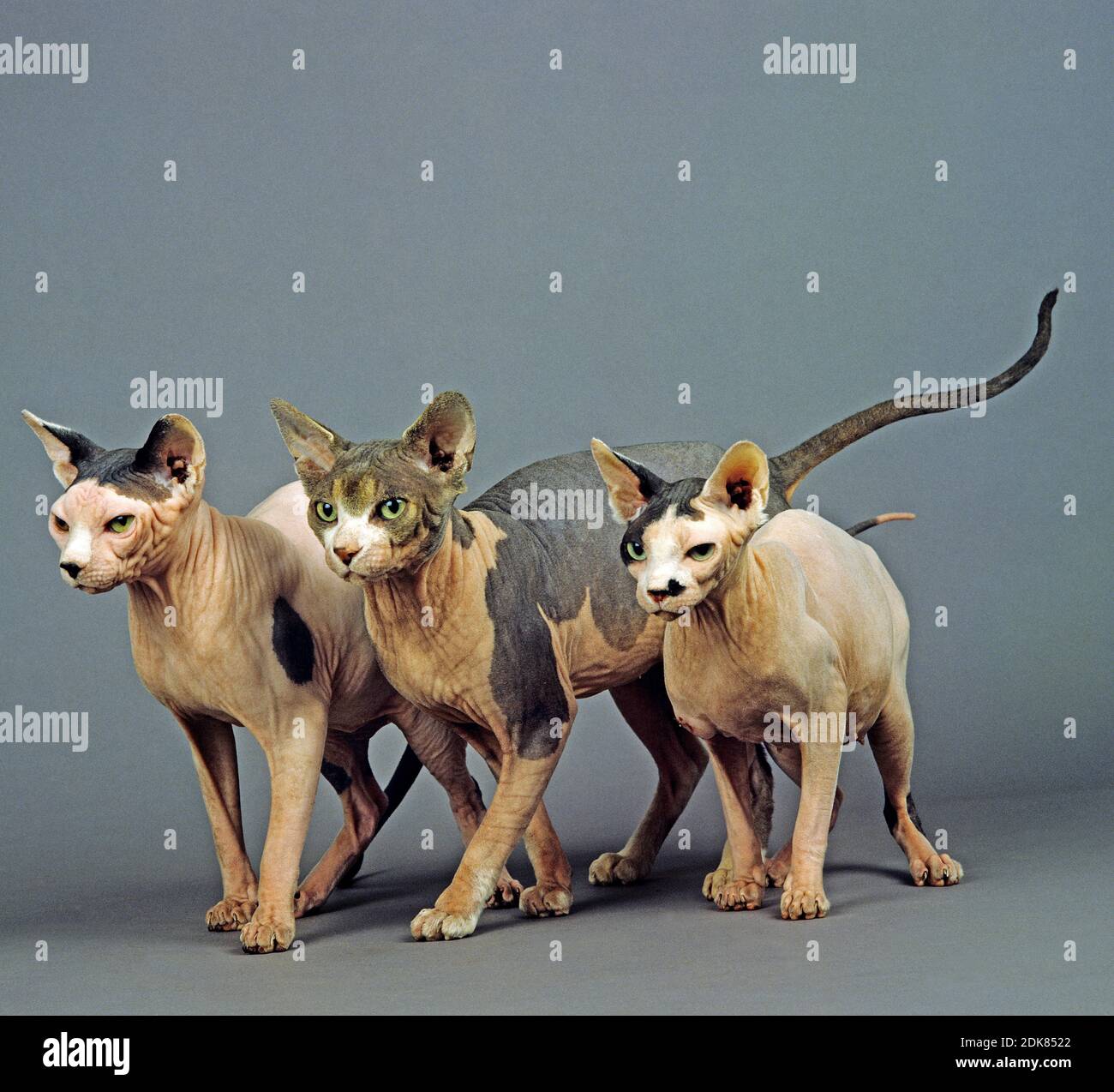 Domestic sphynx photo hi-res stock photography and images - Alamy