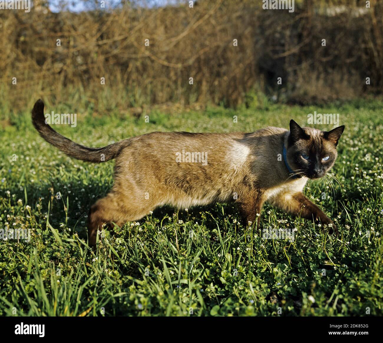 Standing siamese adult cat hi-res stock photography and images - Alamy