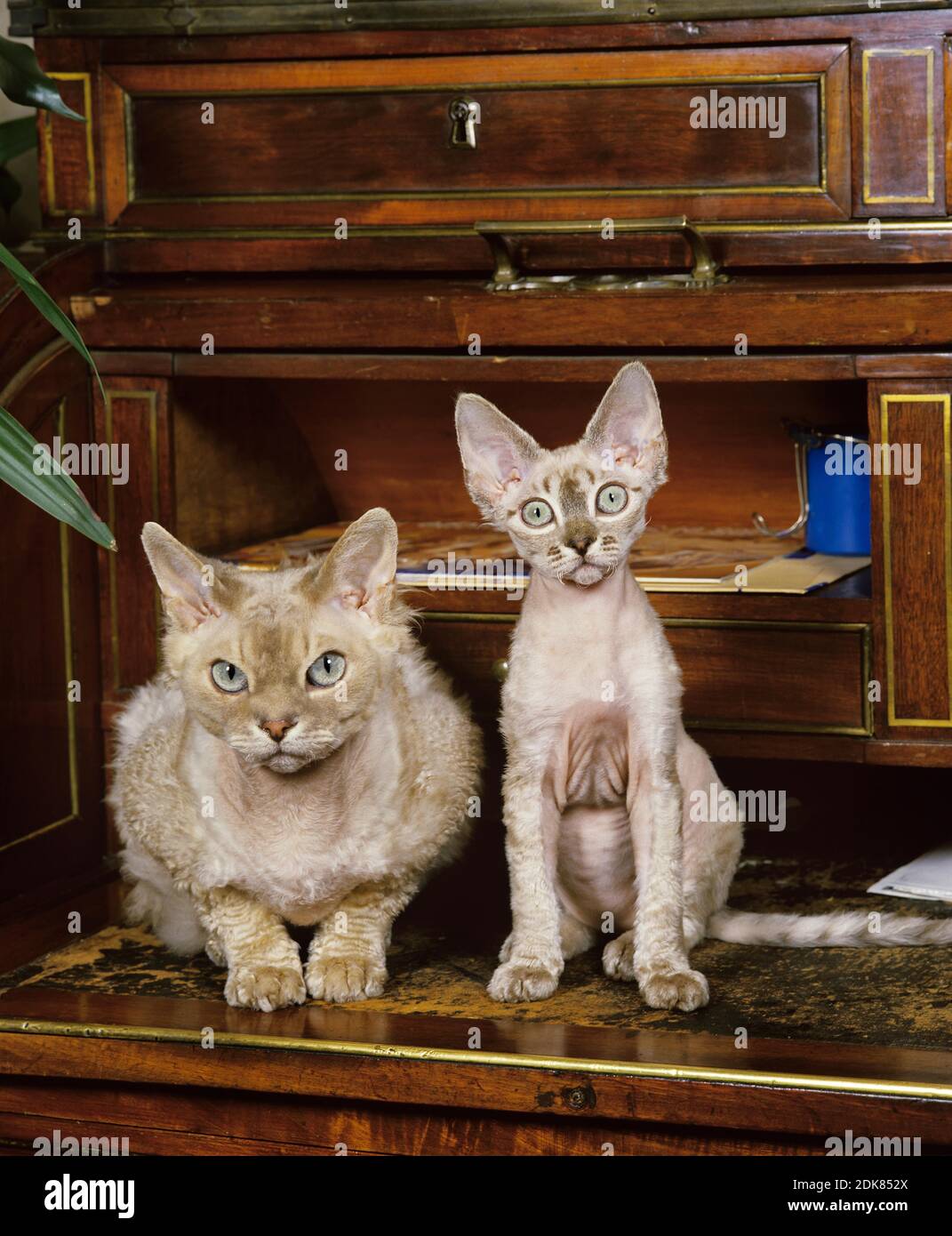 Devon rex kitten lying hi-res stock photography and images - Alamy