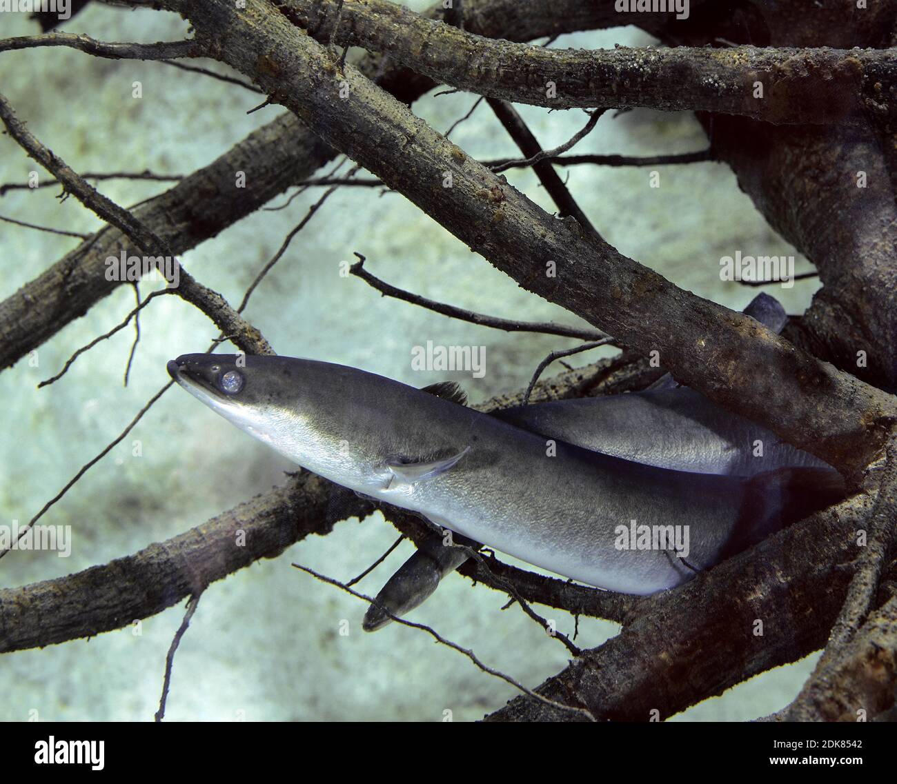 Common eel hi-res stock photography and images - Alamy