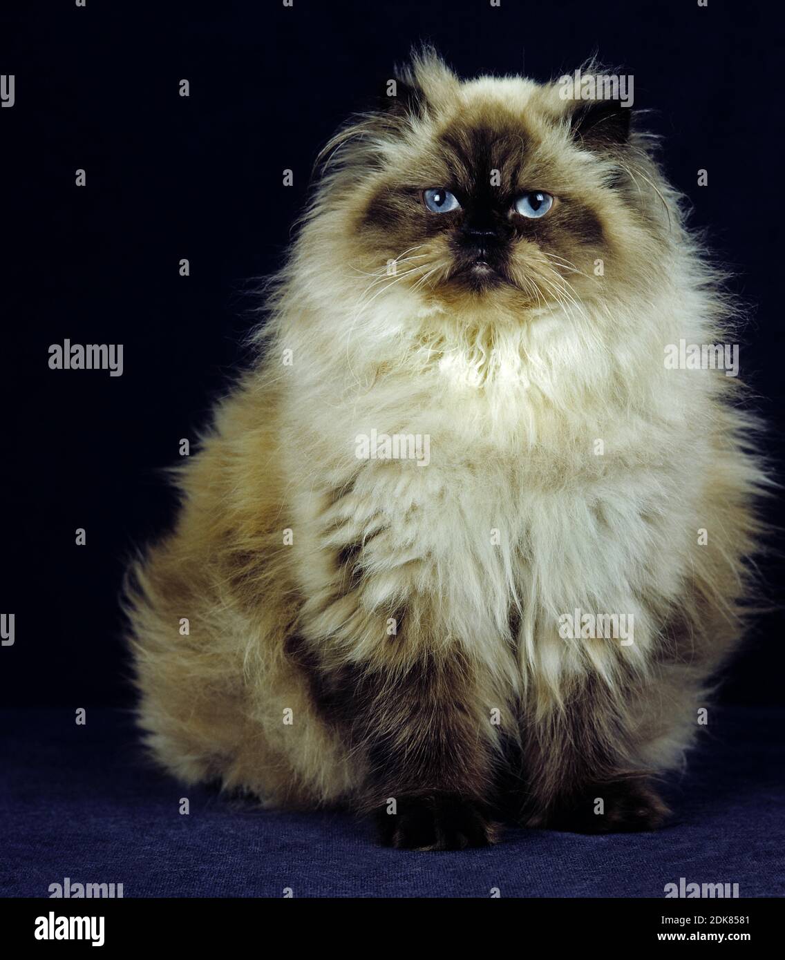 Colourpoint Seal Point Persian Domestic Cat, Adult sitting against ...