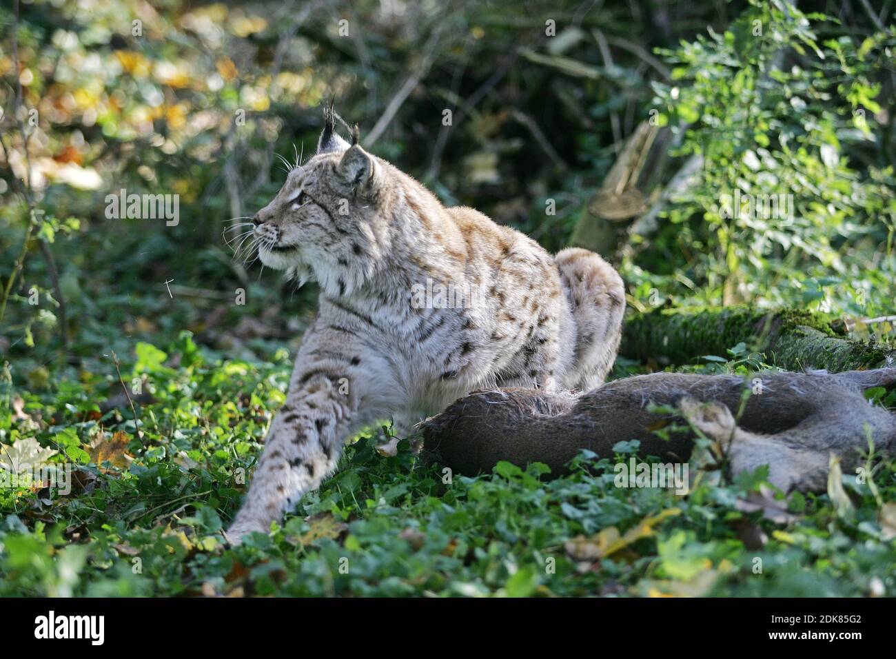 European Lynx, felis lynx, Adult with a Kill, a Roe Deer Stock Photo ...