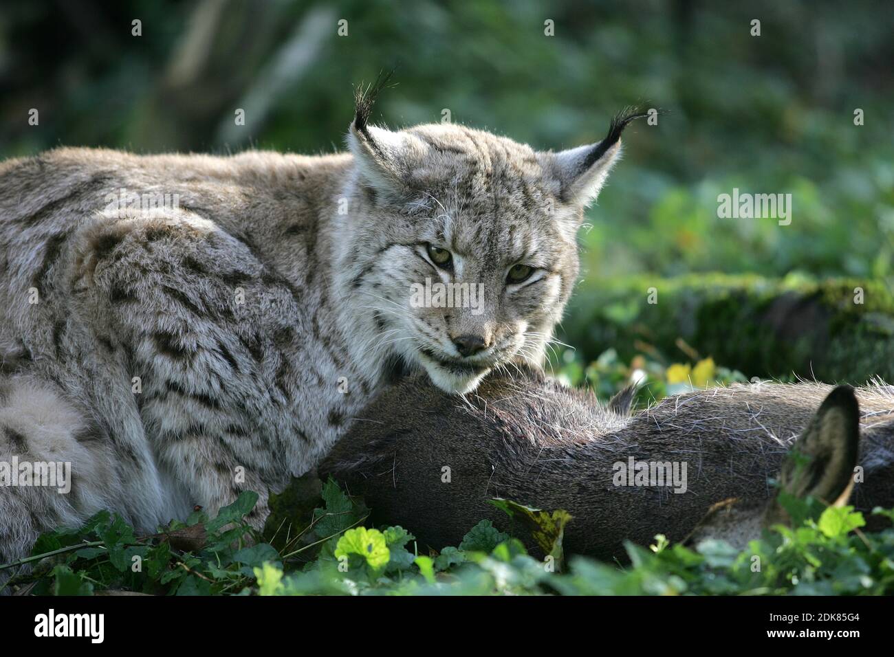 European Lynx, felis lynx, Adult with a Kill, a Roe Deer Stock Photo ...