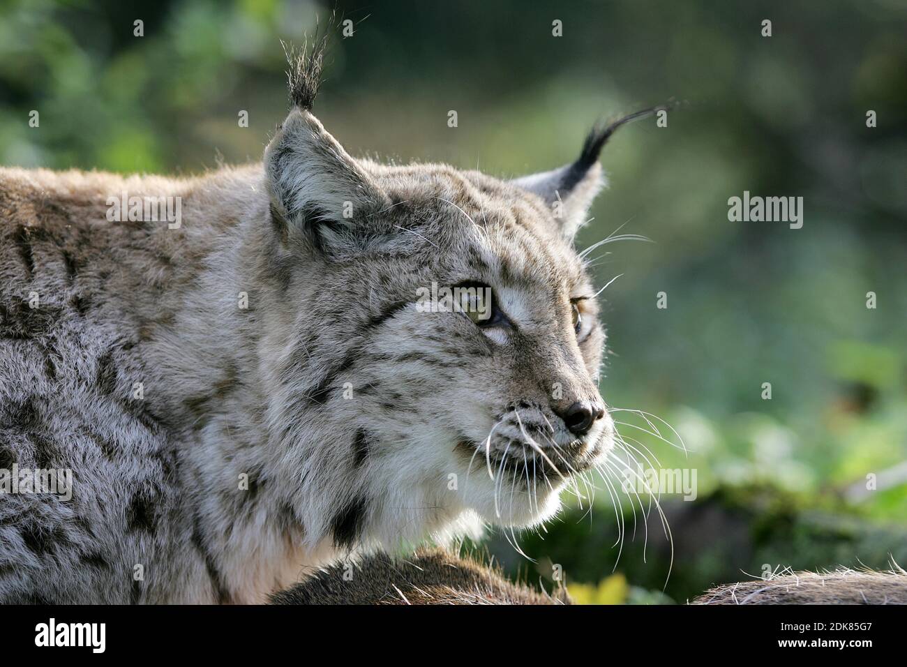 European Lynx, felis lynx, Adult with a Kill, a Roe Deer Stock Photo ...