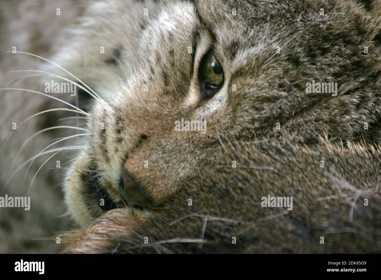 European Lynx, felis lynx, Adult with a Kill, a Roe Deer Stock Photo ...