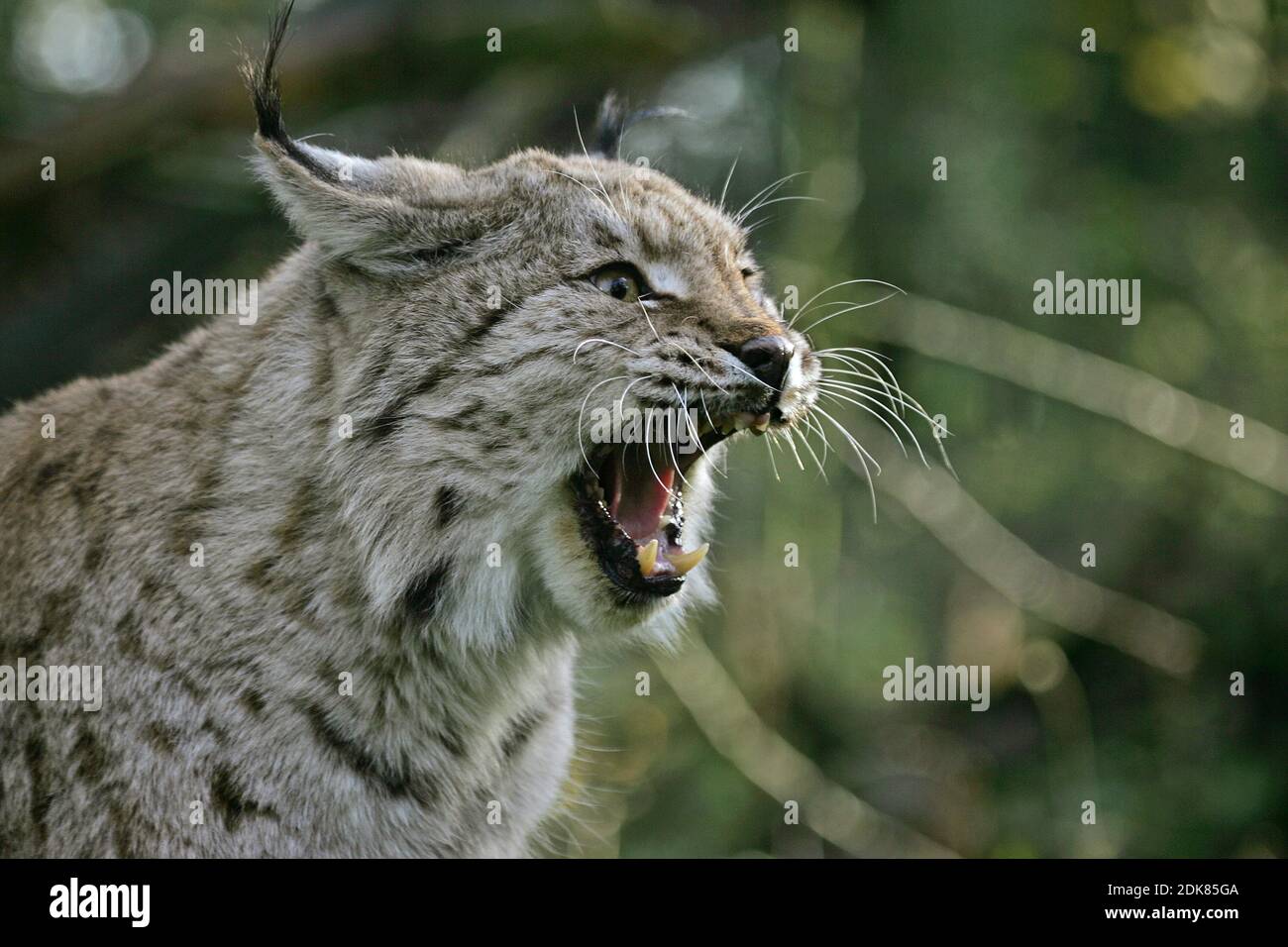Lynx animal growling hi-res stock photography and images - Alamy