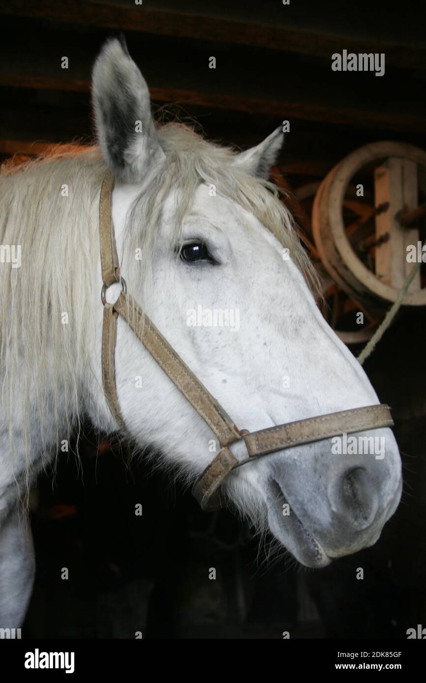 Portrait of Percheron Horse with Halter Stock Photo - Alamy