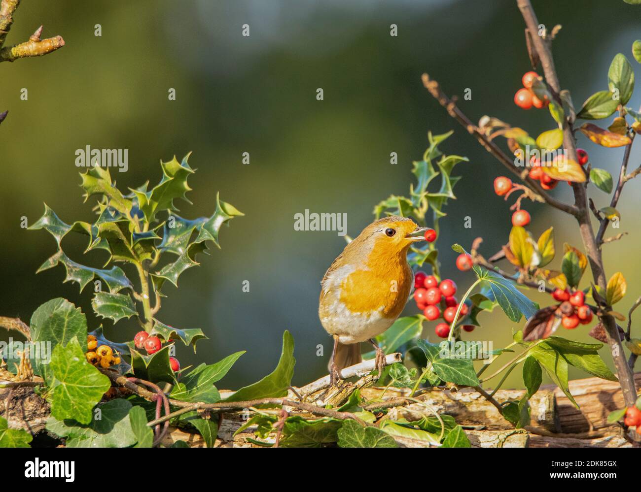 Robon hi-res stock photography and images - Alamy