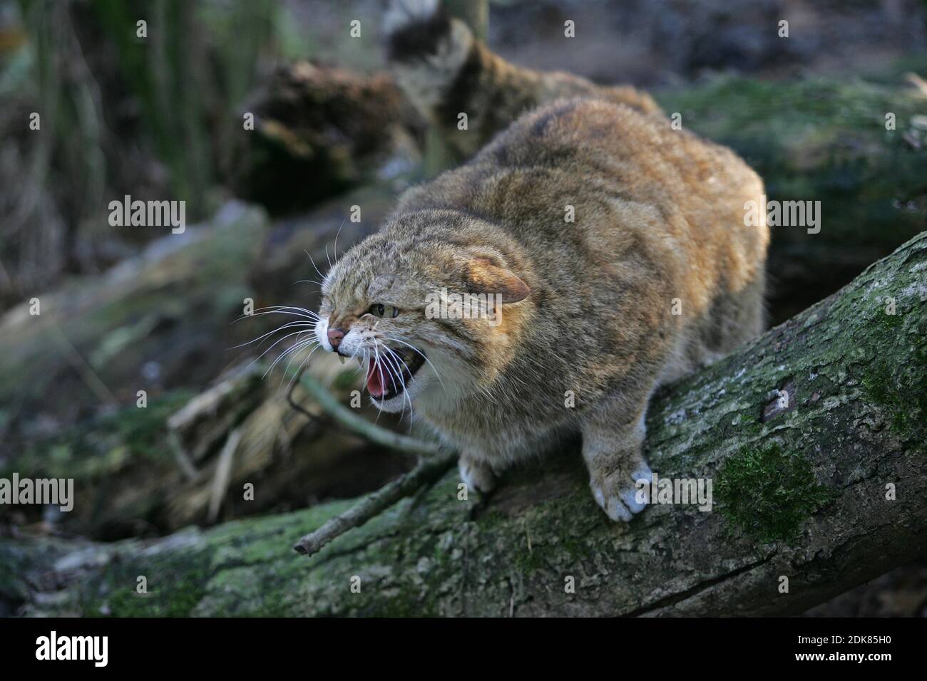 European Wildcat, felis silvestris, Adult Snarling Stock Photo - Alamy