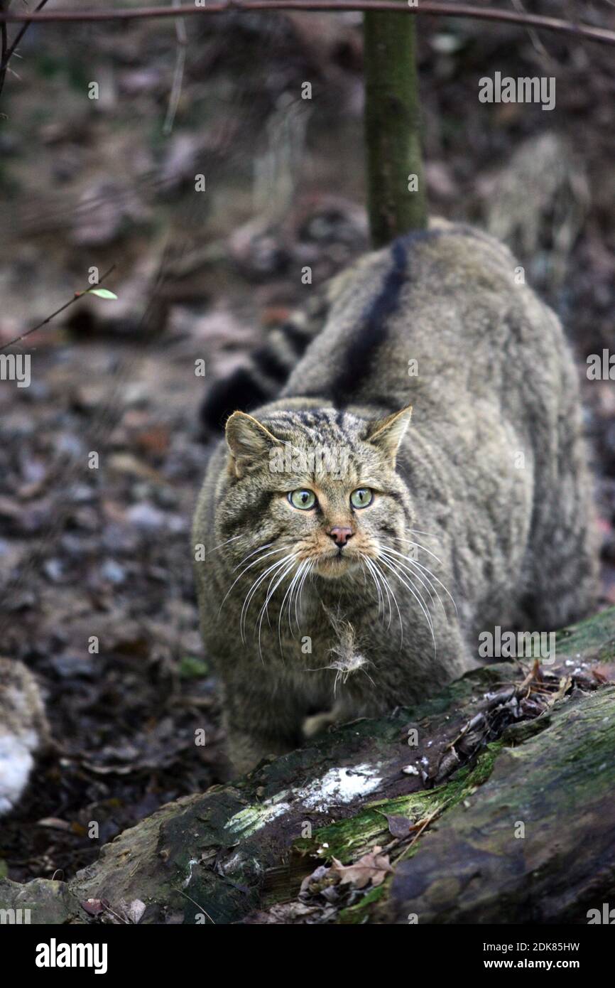 One european wildcat felis hi-res stock photography and images - Alamy
