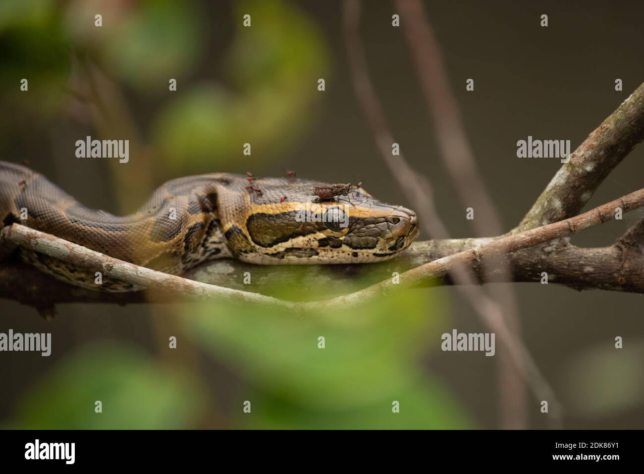 Python eye hi-res stock photography and images - Alamy