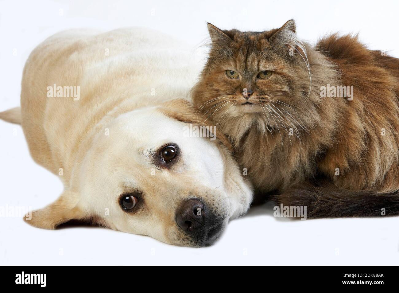 Yellow Retriever Labrador Female and Tortoiseshell Persian Domestic Cat ...