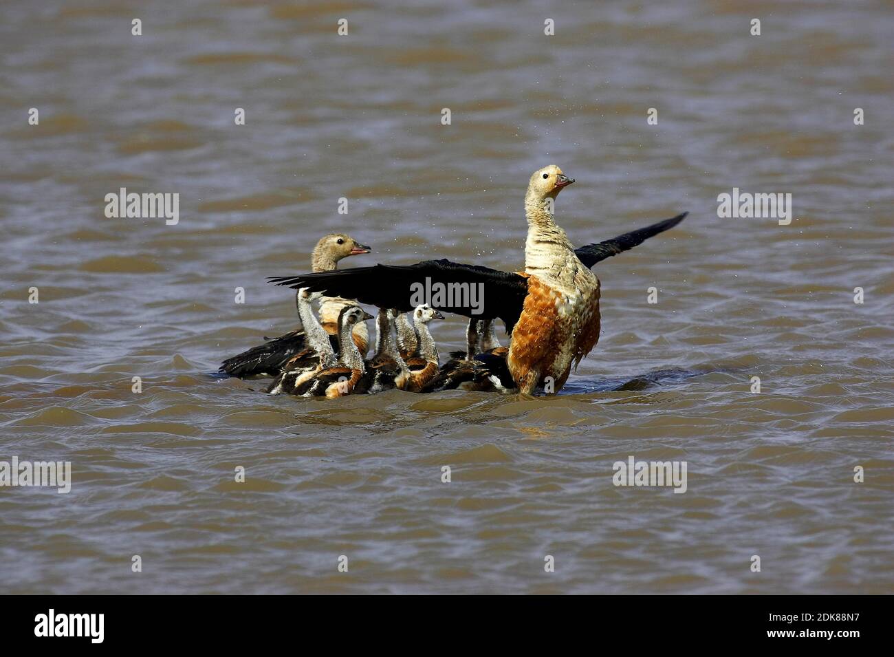 Orinoco Goose, neochen jubata, Pair with Chicks on Water, Los Lianos in ...