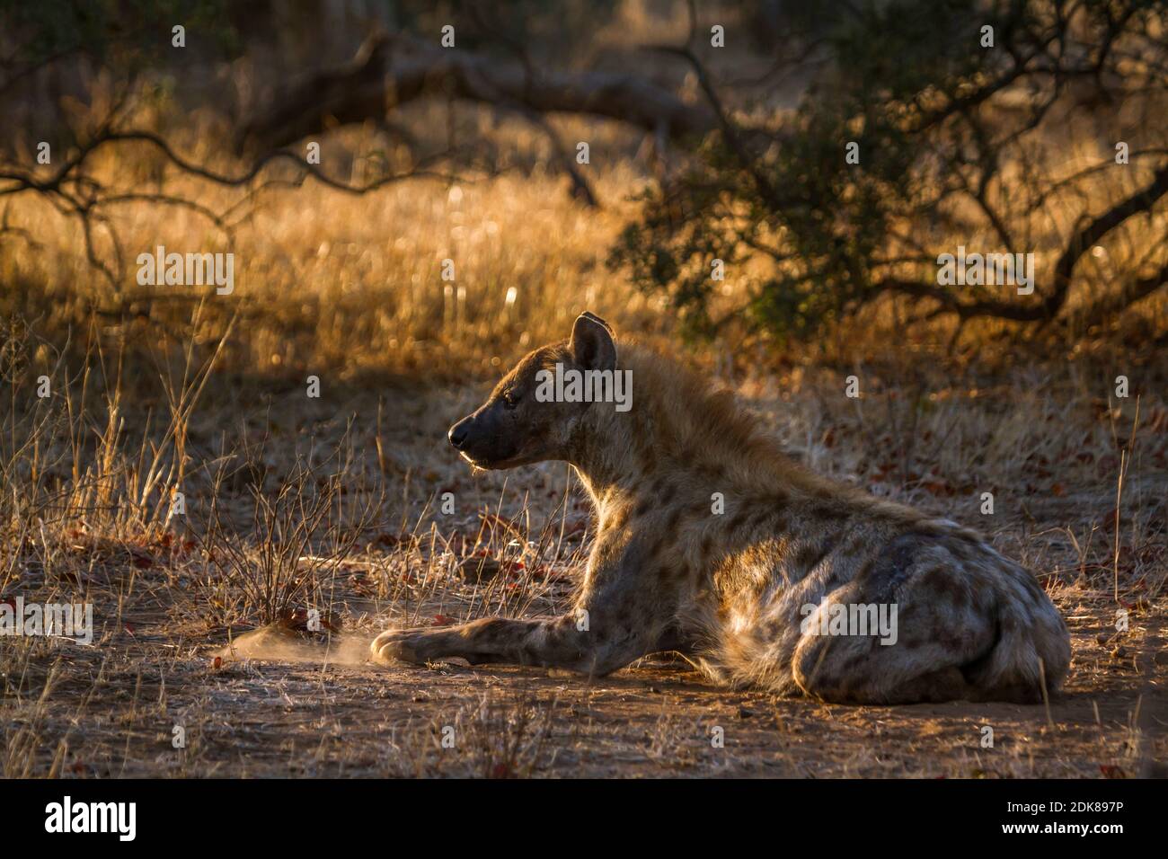 Hyena sitting hi-res stock photography and images - Alamy