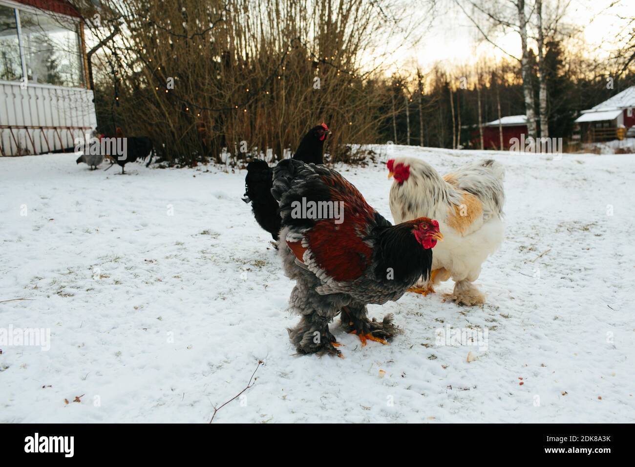 Hen chicken snow winter hi-res stock photography and images - Alamy