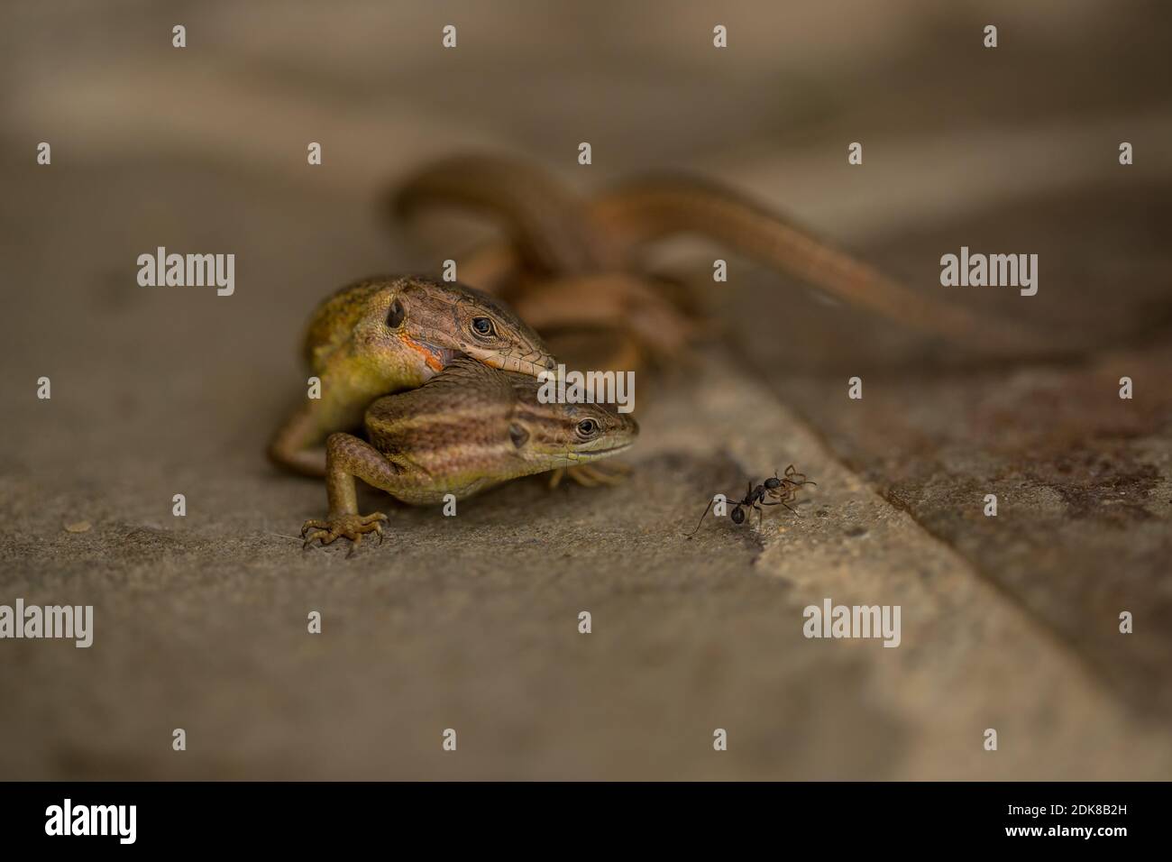 Mating lizards hi-res stock photography and images - Alamy