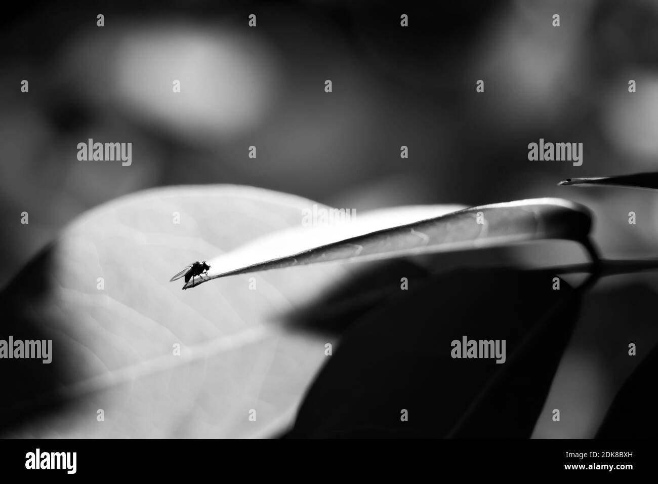 Sri lanka insect Black and White Stock Photos & Images - Alamy
