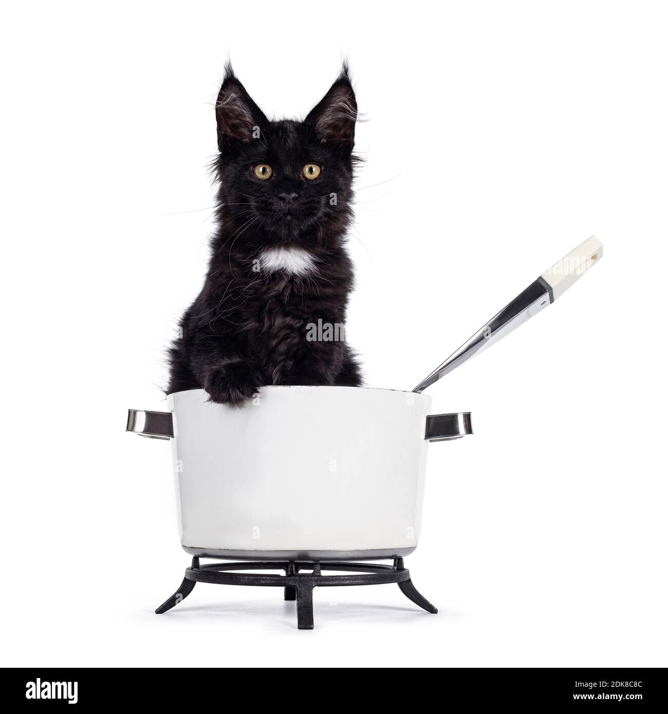 Cute black Maine Coon cat kitten with white spot, sitting facing front ...