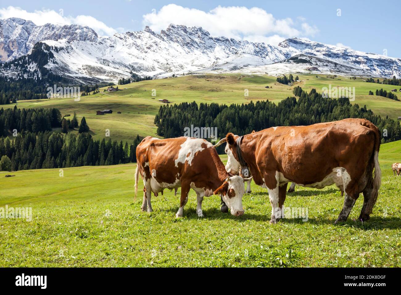 Meadow animals hi-res stock photography and images - Alamy