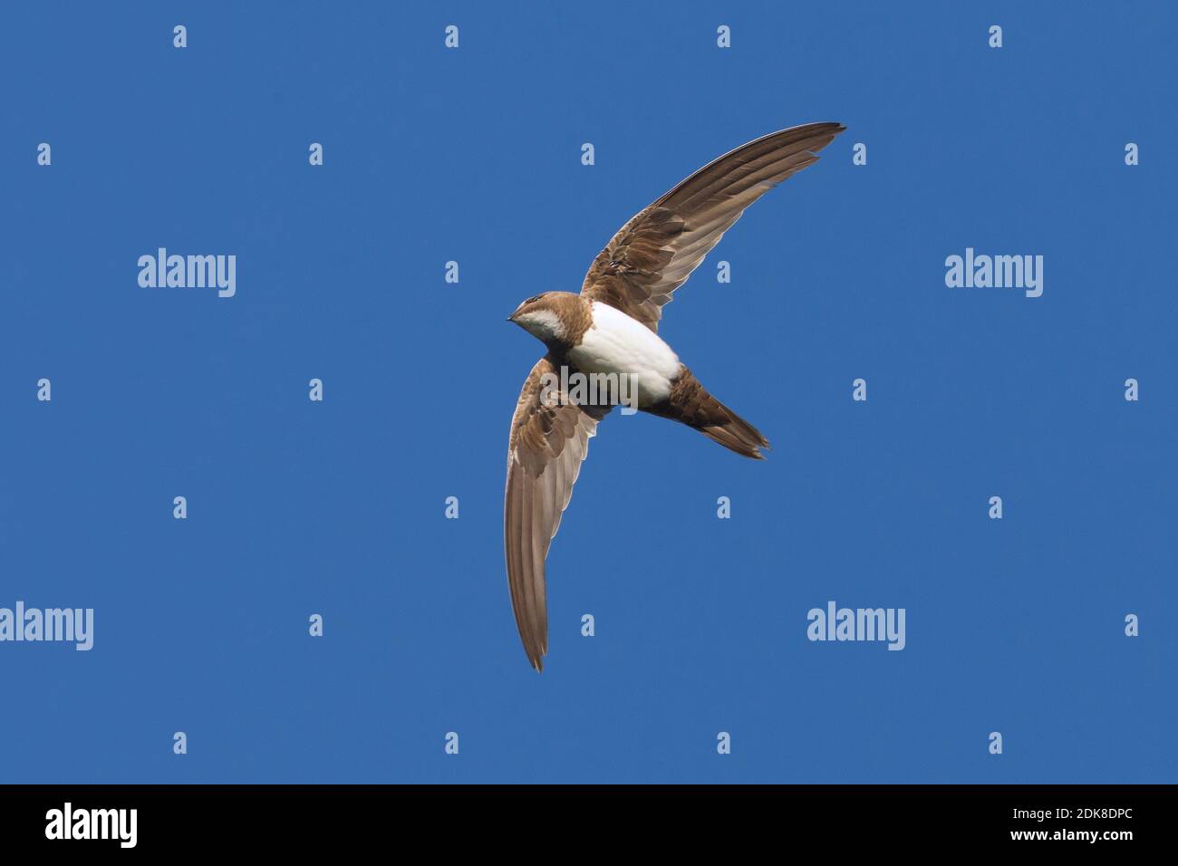 Alpengierzwaluw in de vlucht; Alpine Swift in flight Stock Photo - Alamy