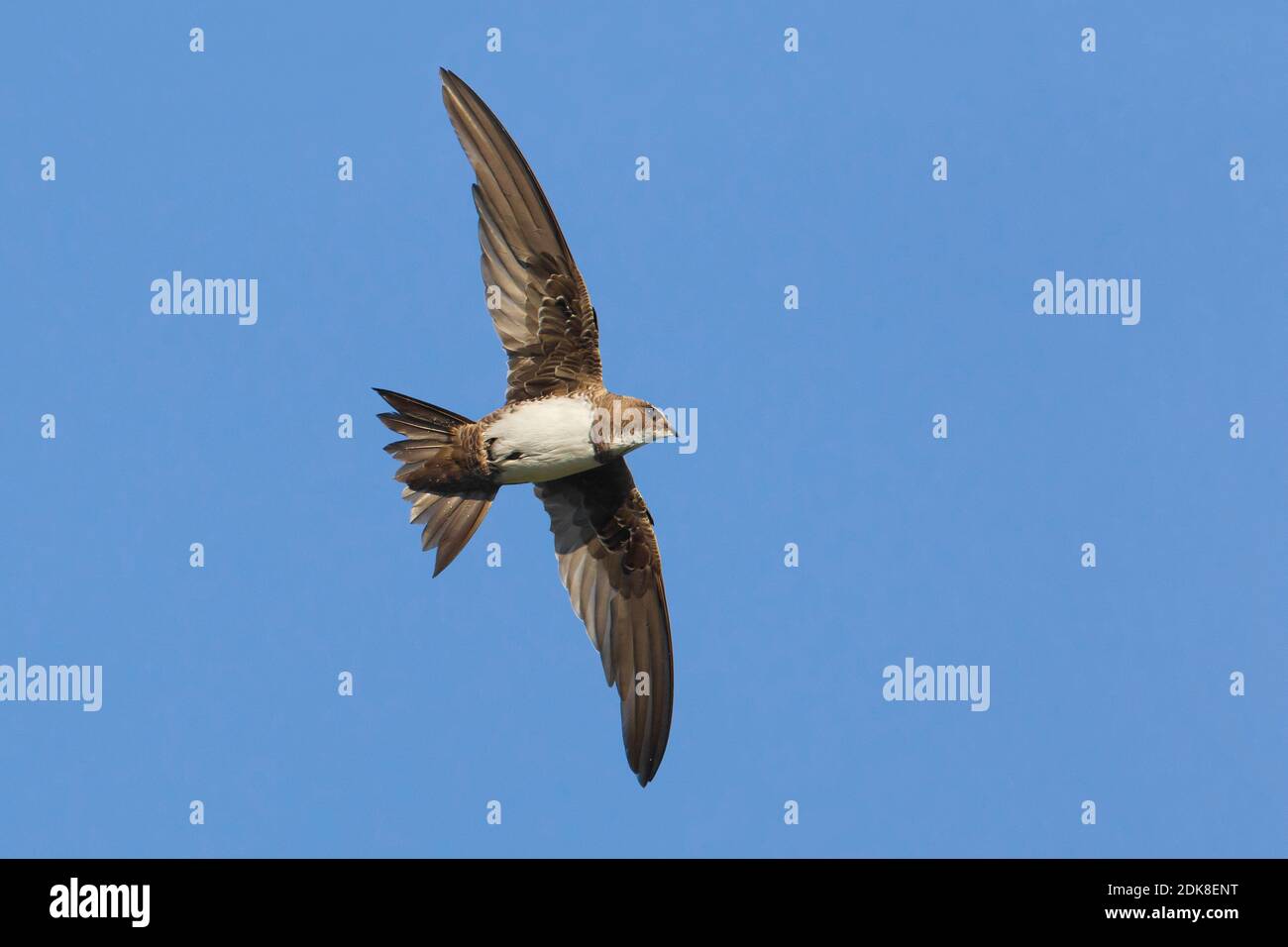Alpengierzwaluw in de vlucht; Alpine Swift in flight Stock Photo - Alamy