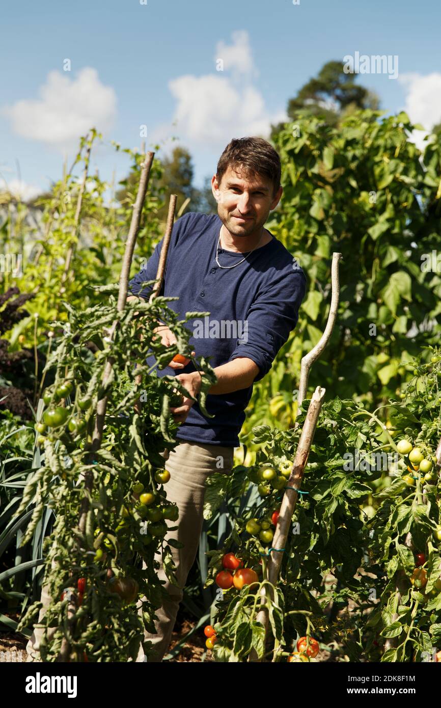 Man picking tomatoes hi-res stock photography and images - Alamy