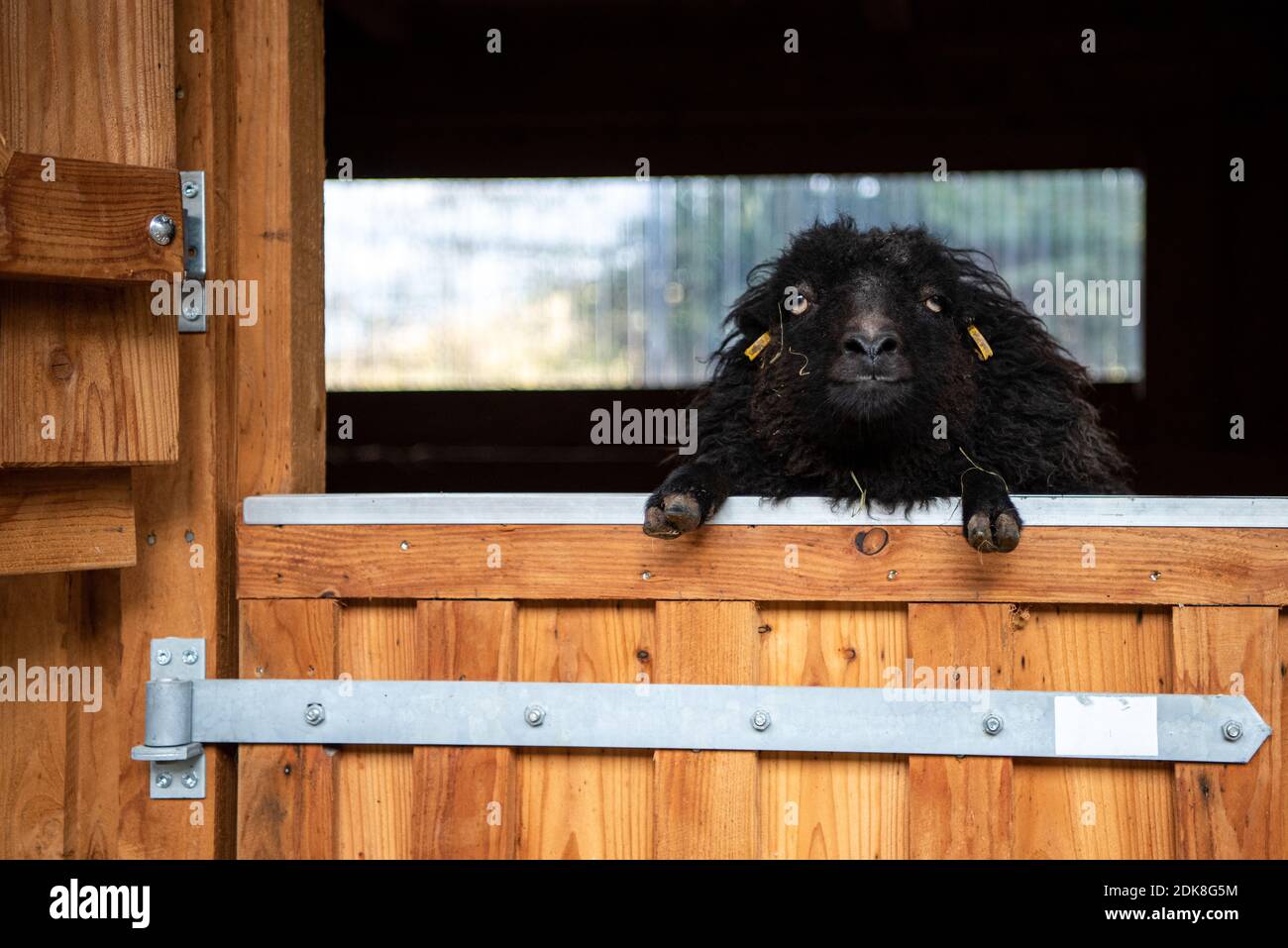 Black body sheep hi-res stock photography and images - Alamy
