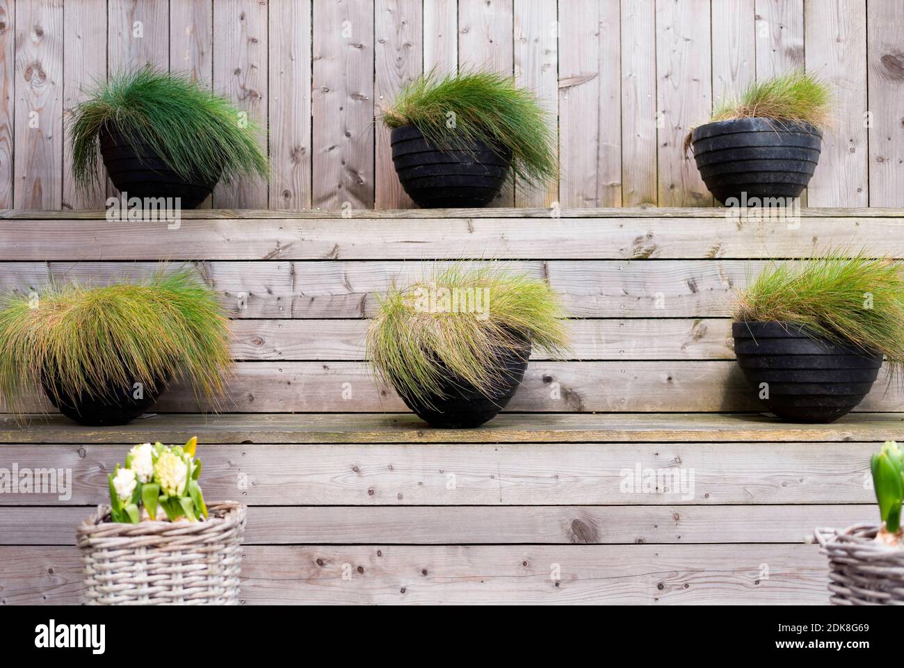 Flower pots with seaweed on a stepped wooden panel Stock Photo - Alamy