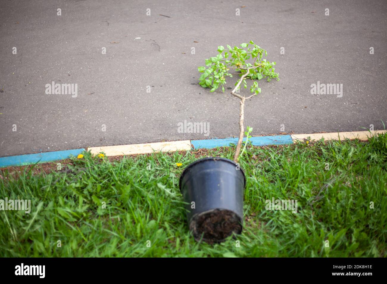 Planting a seedling in the ground to restore the forest. Gardener work ...