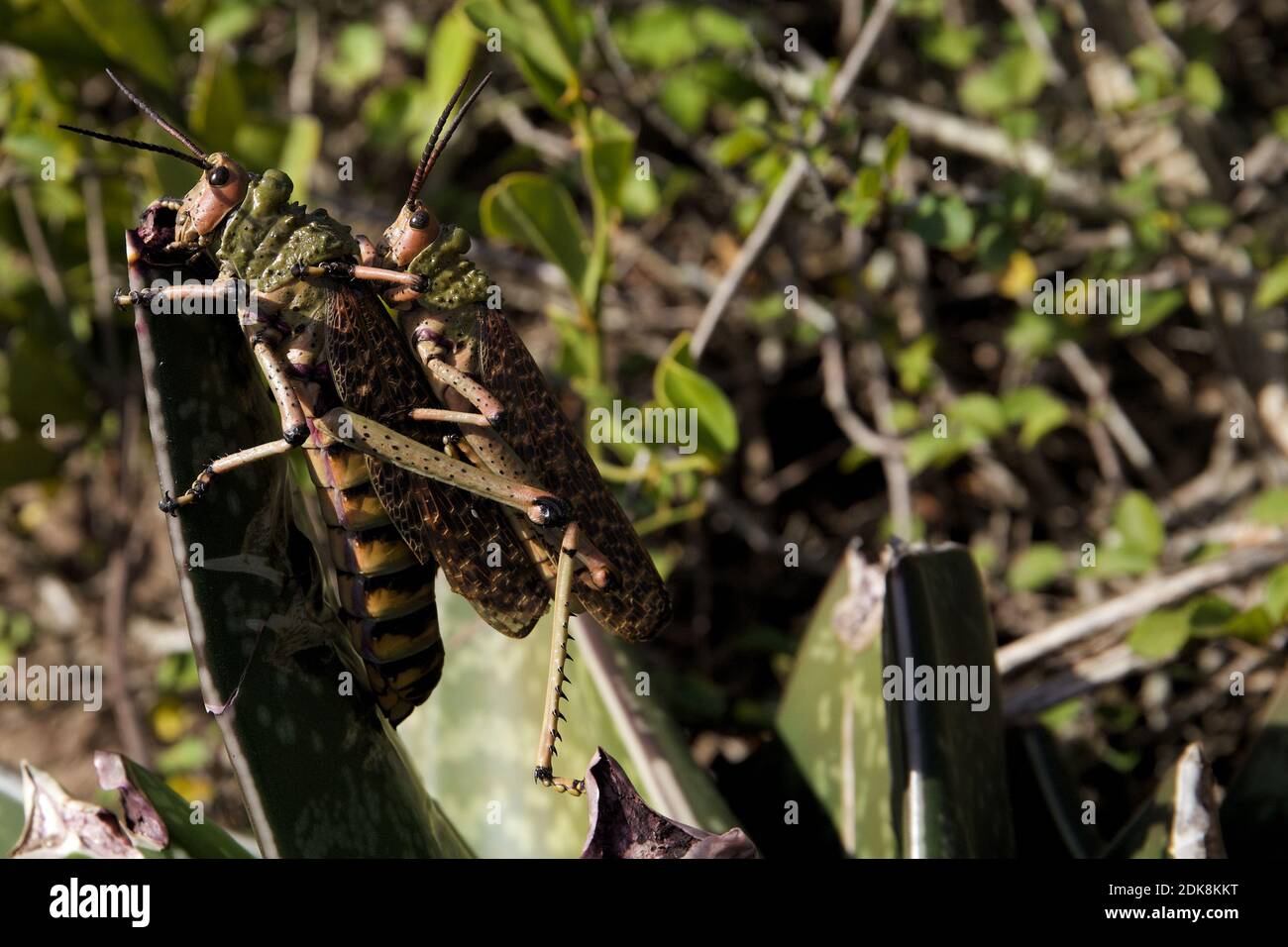 Green milkweed locust hi-res stock photography and images - Alamy