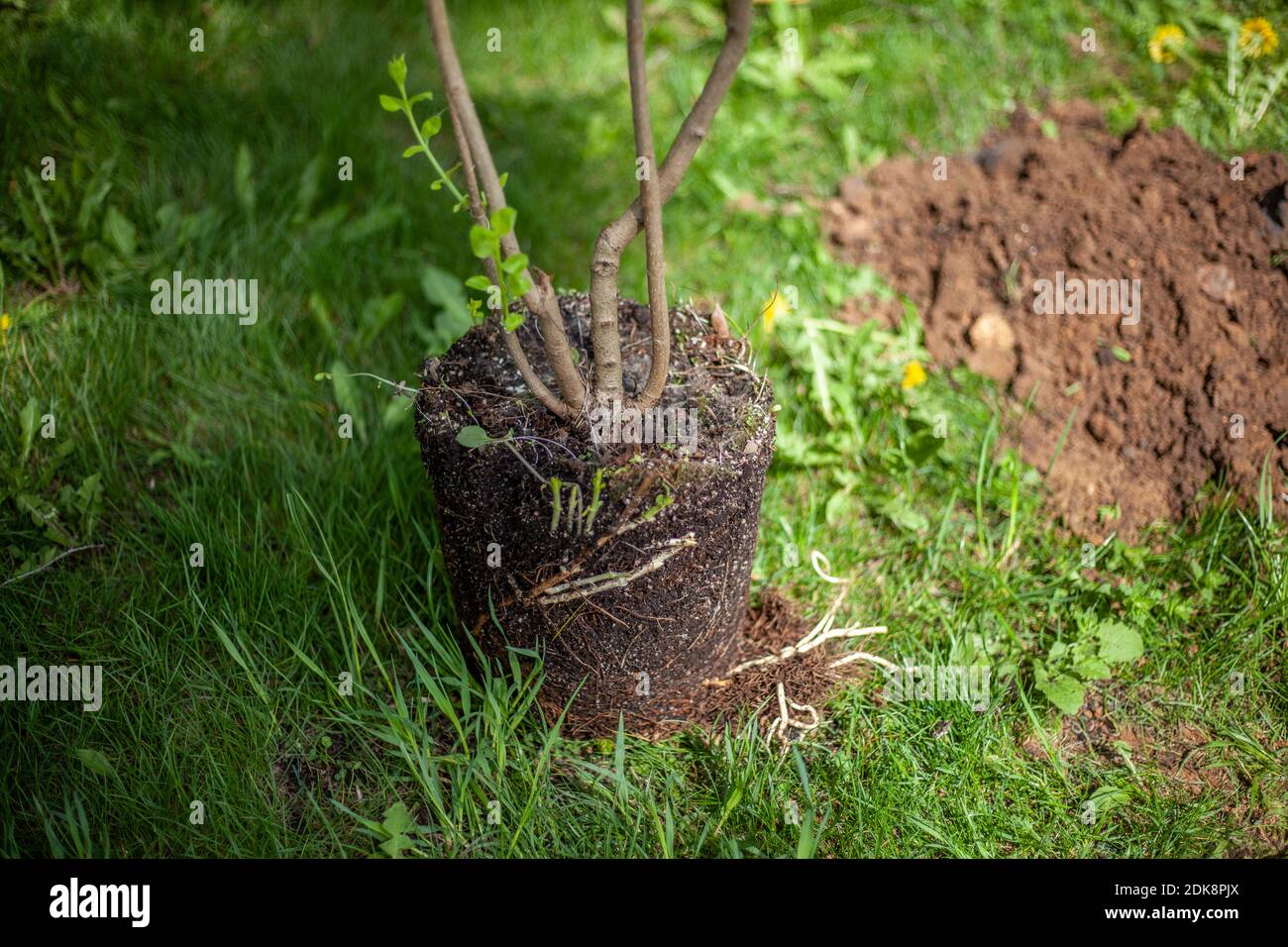 Planting a seedling in the ground to restore the forest. Gardener work ...