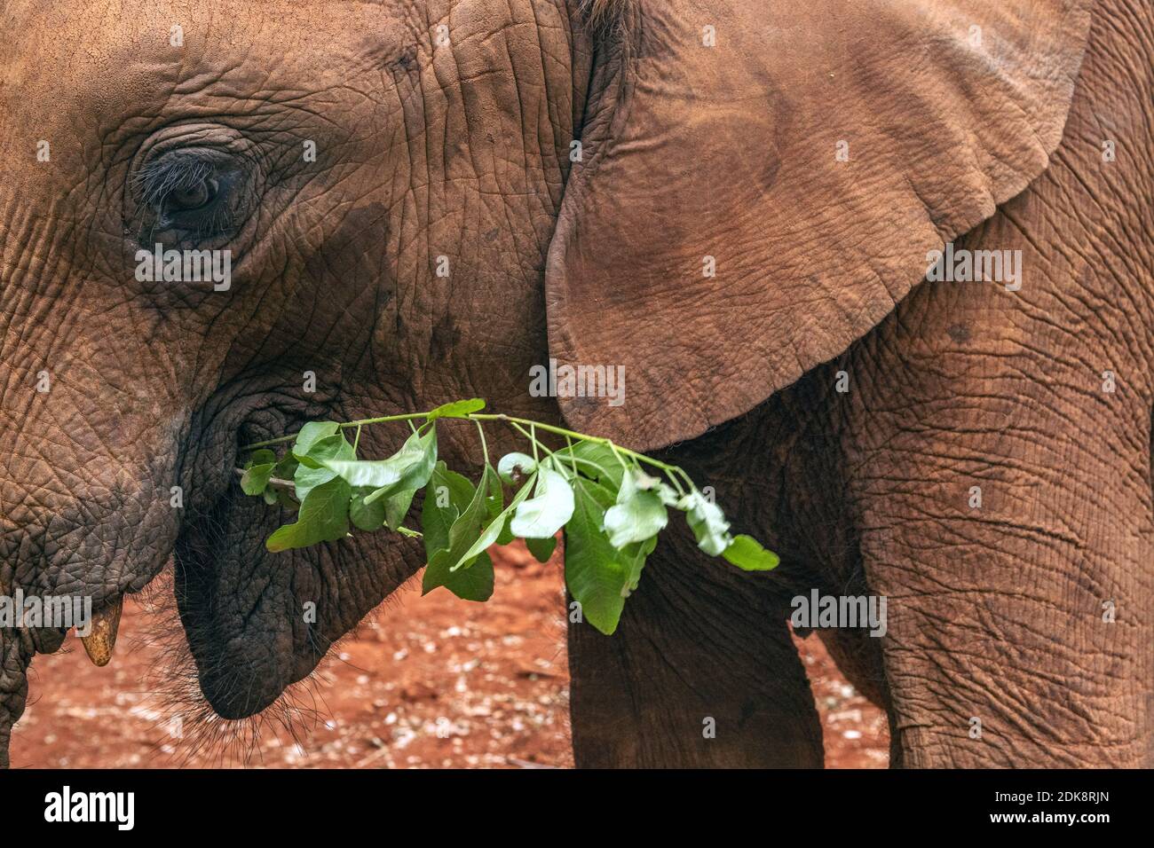 Elephant eating plant hi-res stock photography and images - Alamy