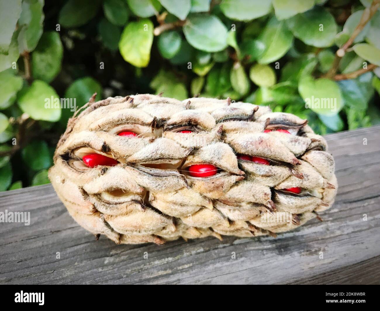 Hidden fruit hi-res stock photography and images - Alamy