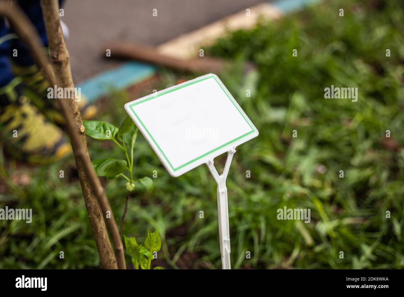 Planting a seedling in the ground to restore the forest. Gardener work ...