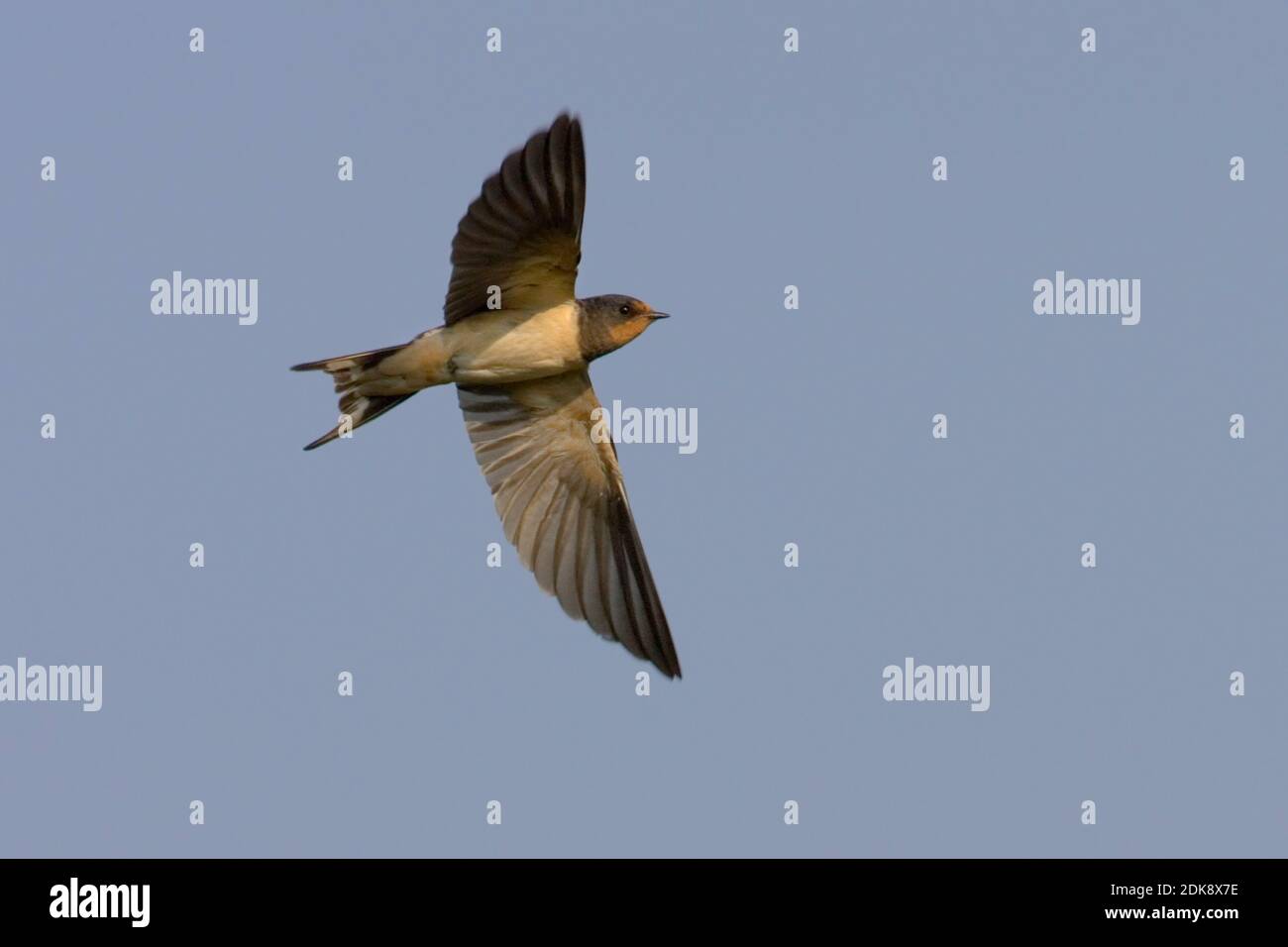 Barn Swallow flying; Boerenzwaluw vliegend Stock Photo - Alamy