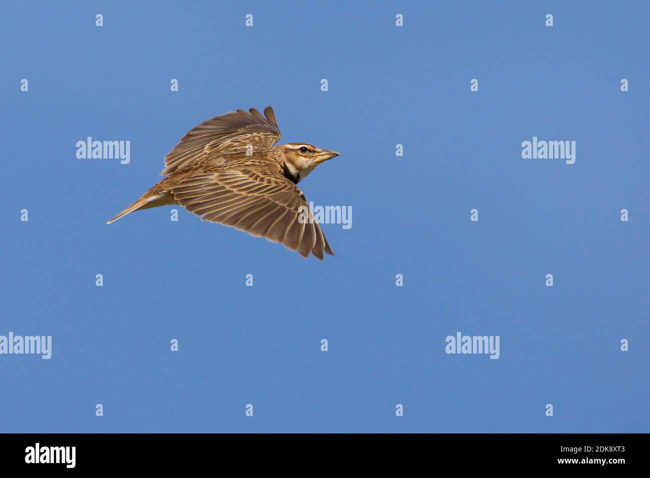 Bergkalanderleeuwerik in de vlucht; Bimaculated lark in flight Stock ...