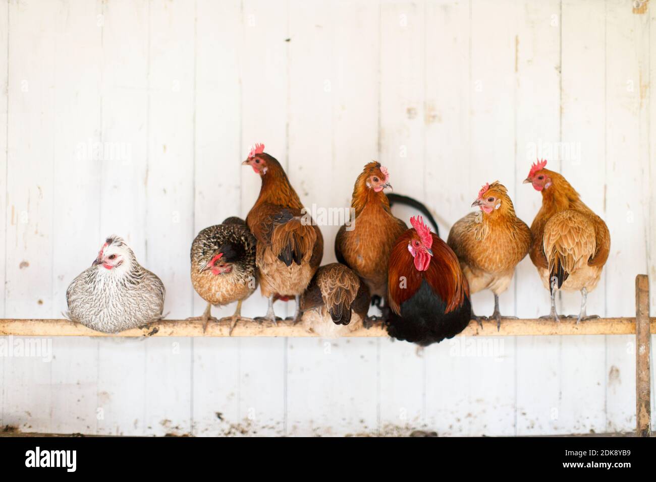 Group of chickens hi-res stock photography and images - Alamy