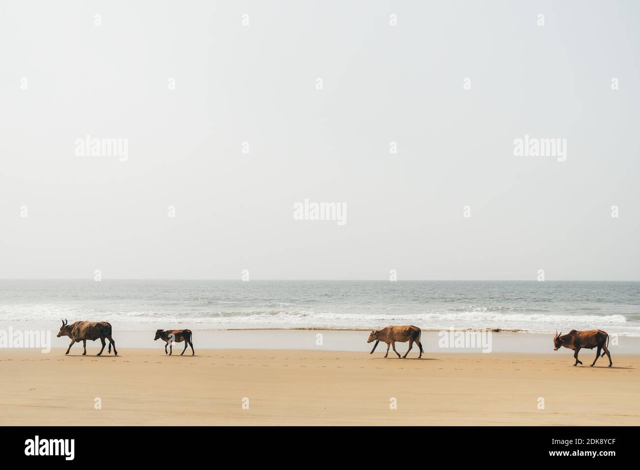 Indian holy cows slowly wander on an empty beach in Goa Stock Photo - Alamy