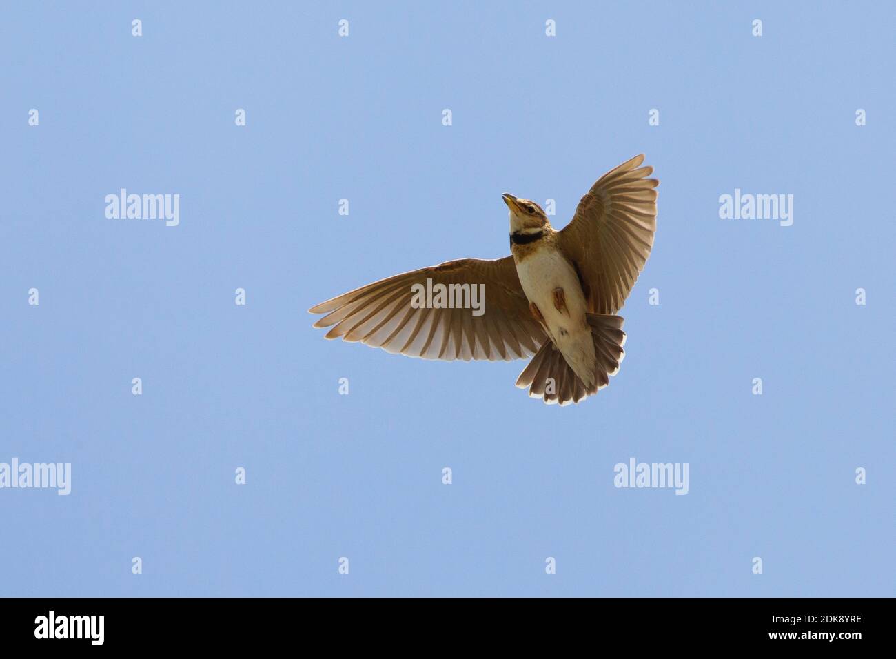 Bergkalanderleeuwerik in de vlucht; Bimaculated lark in flight Stock ...