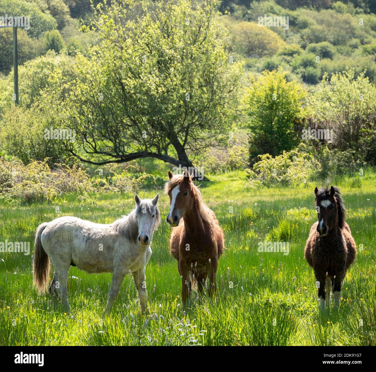 Welsh mountain ponies in a meadow in Wales, UK Stock Photo - Alamy