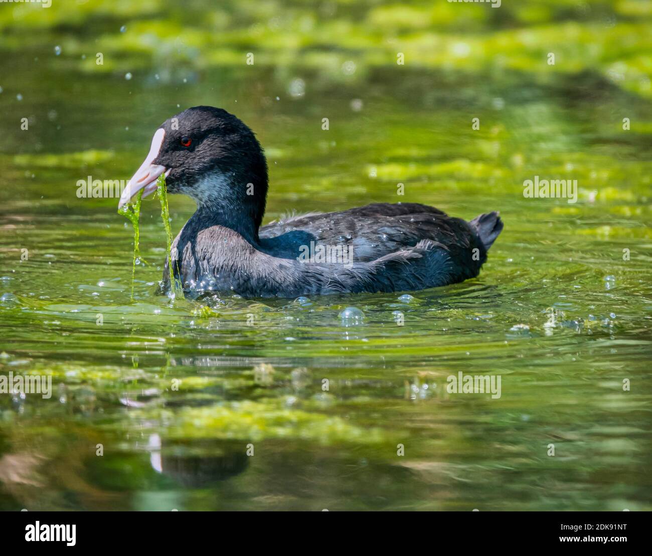 The Eurasian coot, Fulica atra, also known as the common coot, or ...