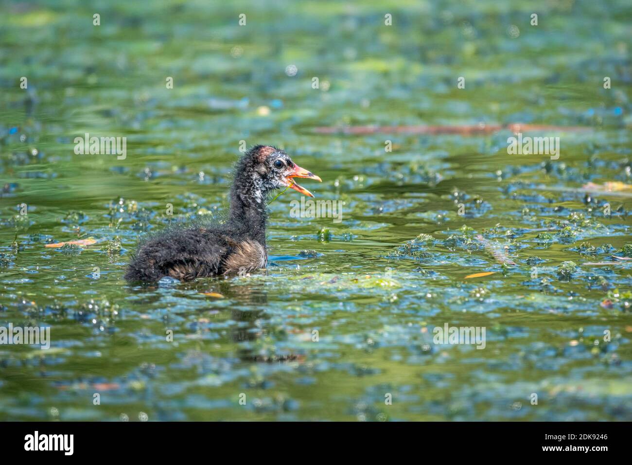 The Eurasian coot, Fulica atra, also known as the common coot, or ...