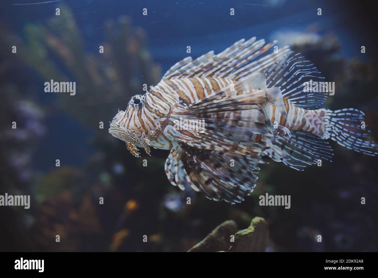 Lion fish in tank hi-res stock photography and images - Alamy