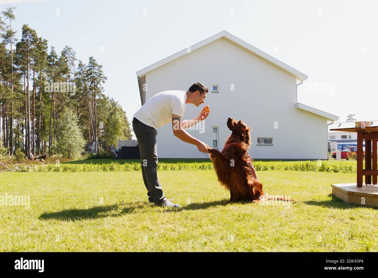 Man shaking dog paw Stock Photo - Alamy